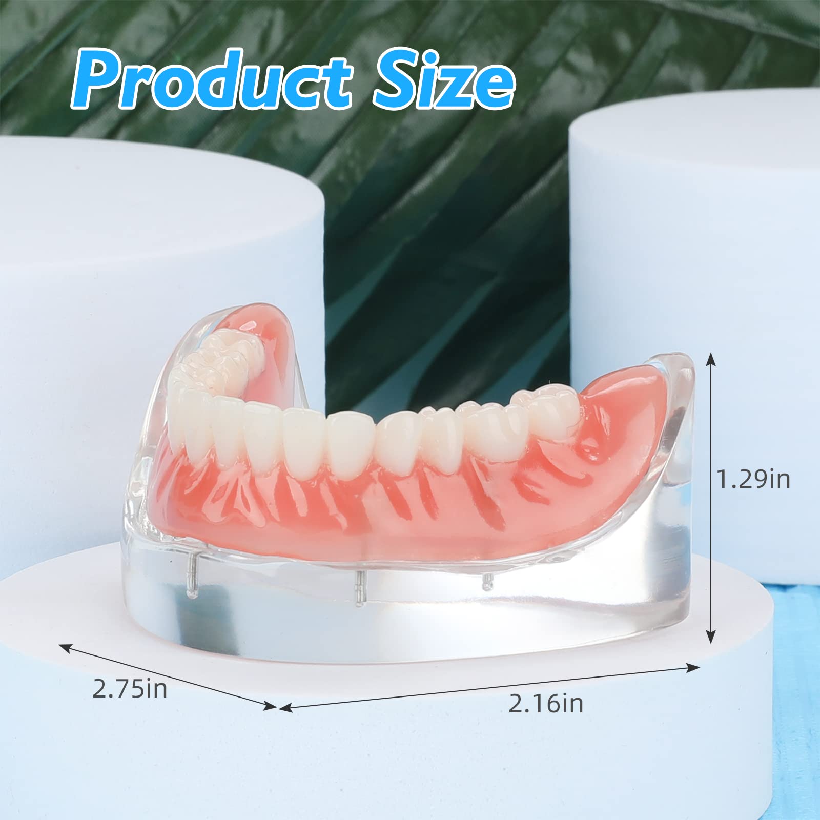 faruijie Overdenture Model - Implant Overdenture Model Lower Denture Model with Four Implants Dental Model Overdenture for Teaching and Studying