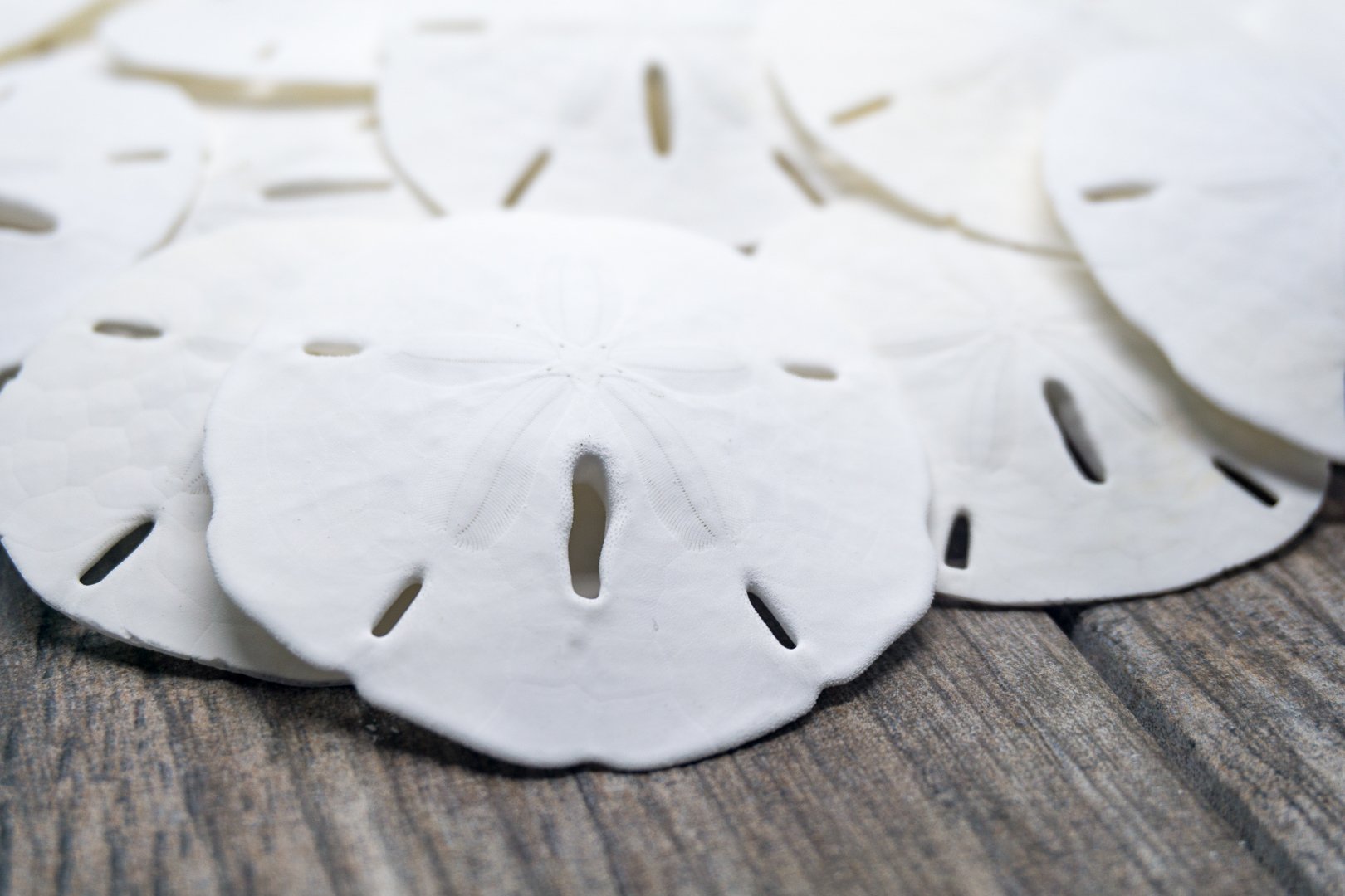 Sand Dollar | Real Sand Dollars 3"-3 1/2" (Set of 10) | Sand Dollar Shells | Plus Free Nautical eBook by Joseph Rains