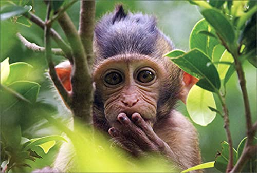 Pictura Little Monkey Hiding in Tree Cute Funny / Humorous Birthday Card