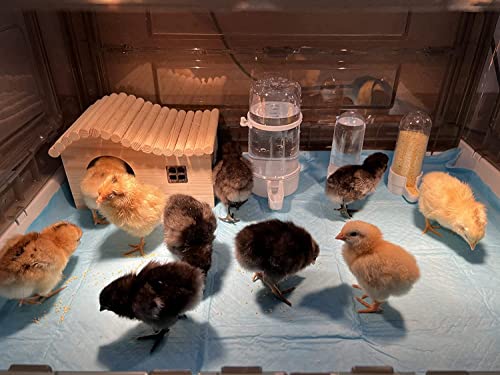 HKDQ Chick Brooder,Brooder Box for Chicks,Brooder Heater Warms up to 20 Chicks,with Pet Pee Pad(55L)