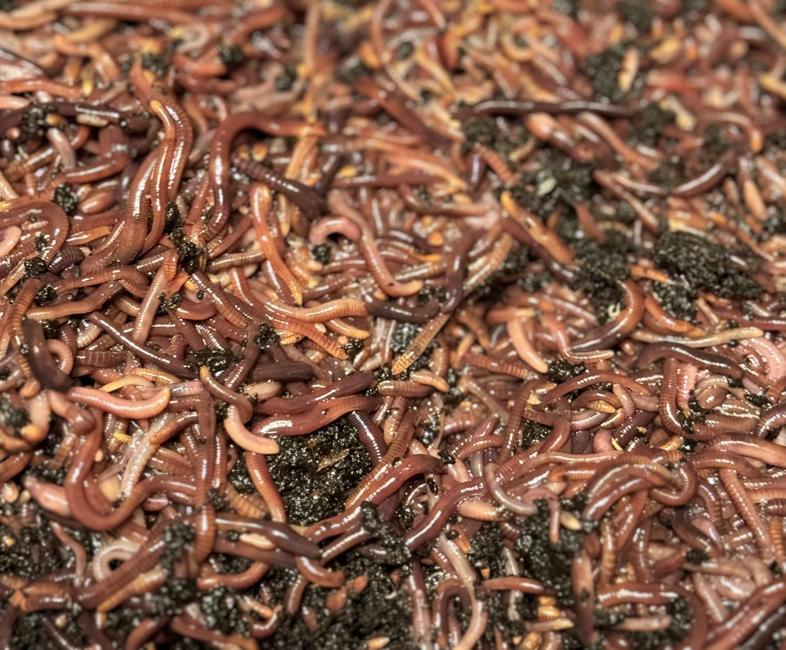 Generic 1000 Red Wigglers for Composting - Live Worms for Vermiculture and Organic Gardening - Perfect for Soil Enrichment and Waste Reduction, Brown