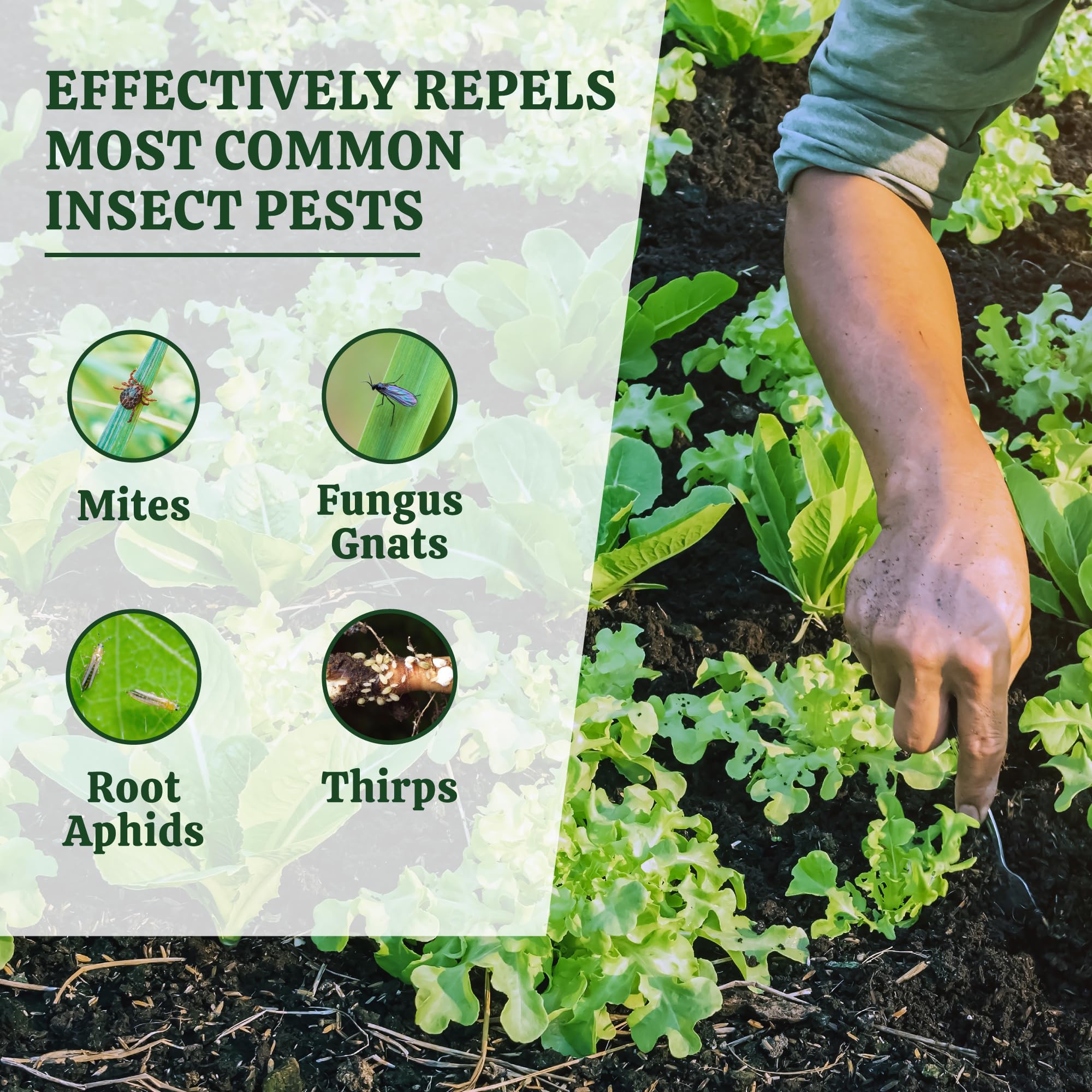 Pride Lands Defense - Organic Pest Control for Indoor & Outdoor Plants/Insect Repellent/Eliminate Mites, Gnats, Thrips, & Aphids/Safe for Pets & Children/Vegetable & Flowering Gardens, 5lb