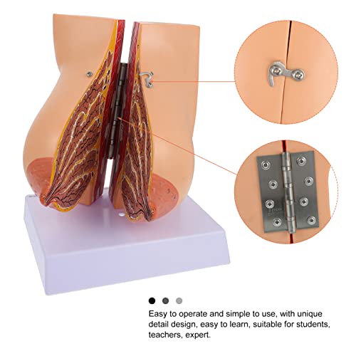 iplusmile Model of The Female Breast Human Breast Anatomy Model Lactation Teaching Nursing Trainning Education Tools for Medical Students and Teachers