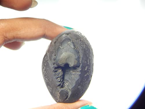 Laxmi Narayan Shaligram Lakshmi Narayan Salagram - Gandaki River Nepal