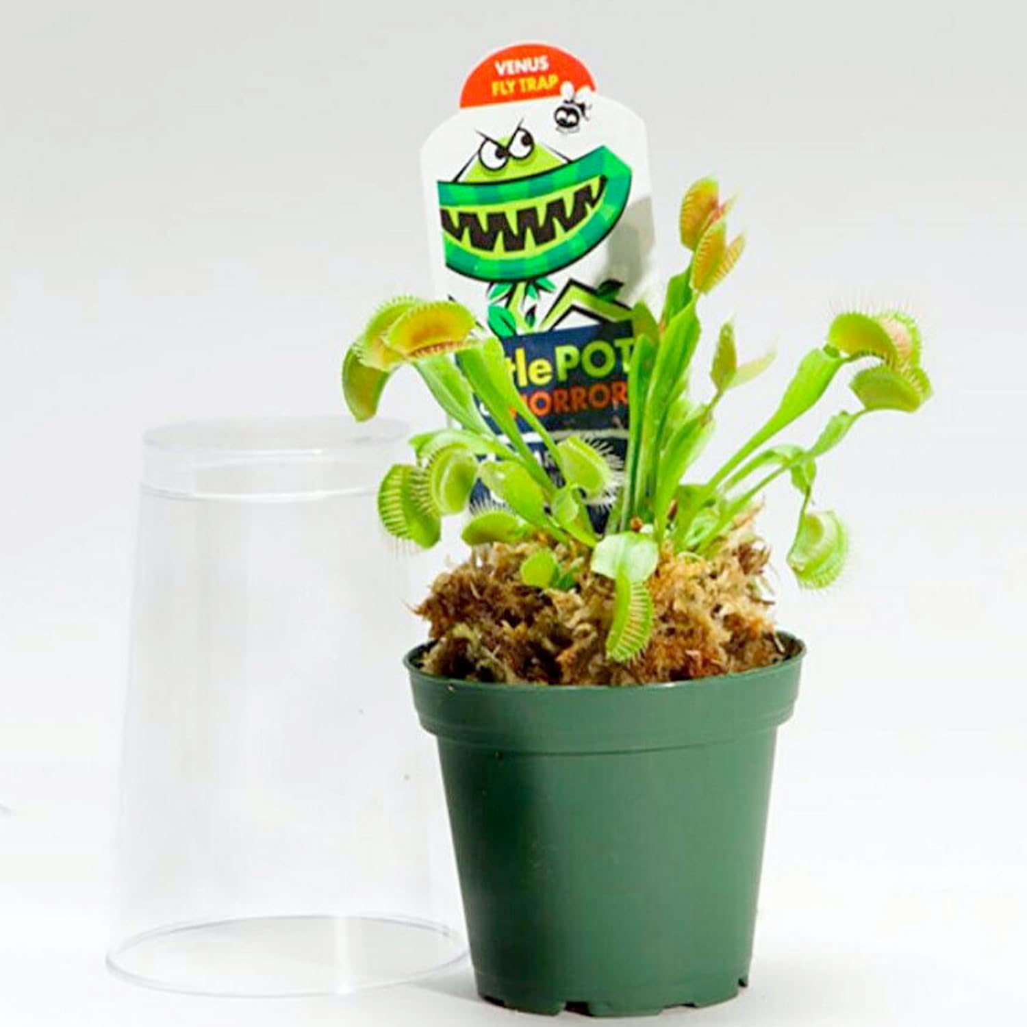Little Pot of Horrors, Live Venus Fly Trap Live Plant, Live Venus Flytrap Live Plants Indoor, Venus Fly Trap Soil, Indoor Plants Venus Fly Trap Pot, Venus Fly Trap Plant