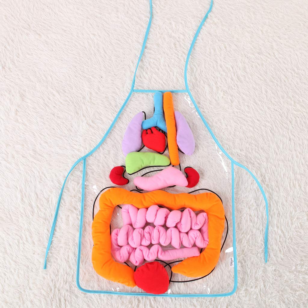 vocheer 3D Organ Apron, Anatomy Apron Human Body Organs Awareness Montessori Educational Tool Toy for Home Preschool Teaching Aid, Transparentā¦