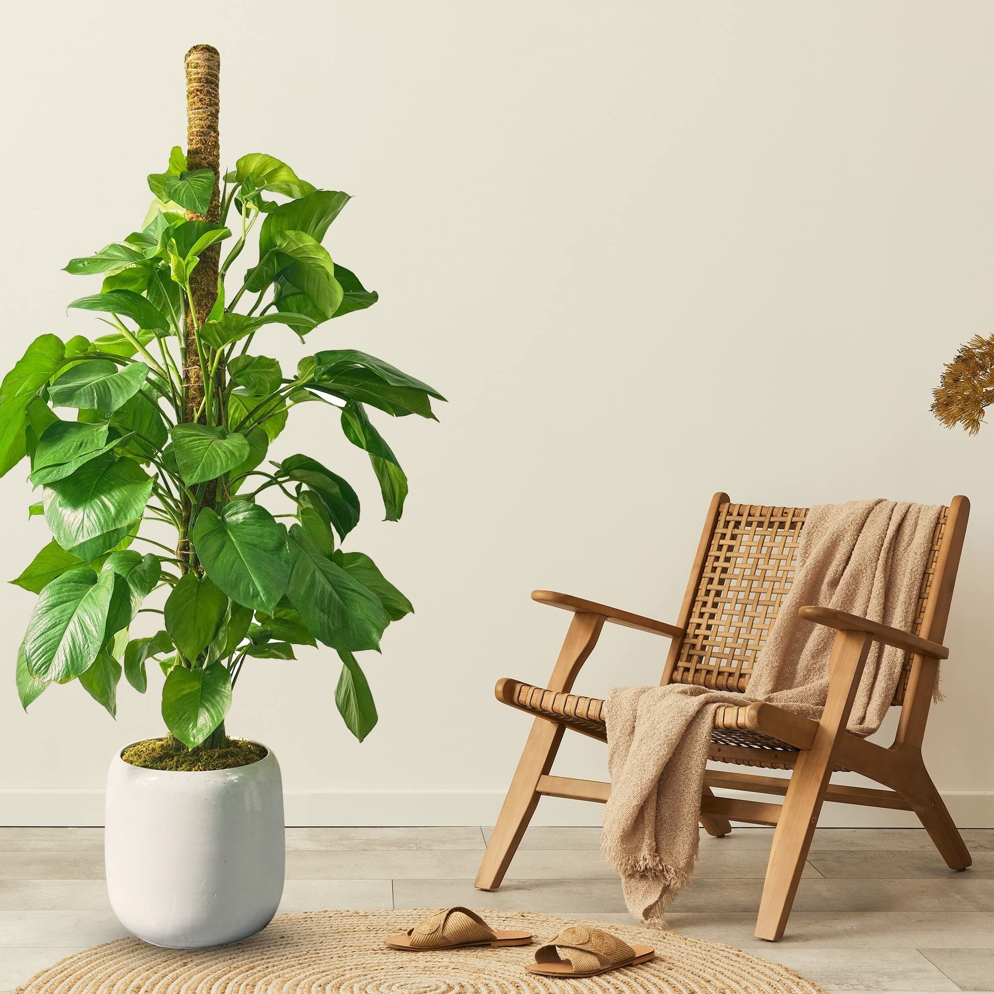 DUSPRO 59ββ Inches Large Moss Pole for Plants Monstera, Tall Indoor Plant Stake Support for Big Climbing Pothos Long Handmade Forest Moss Totem/Giant Trellis (Extra Large Size)