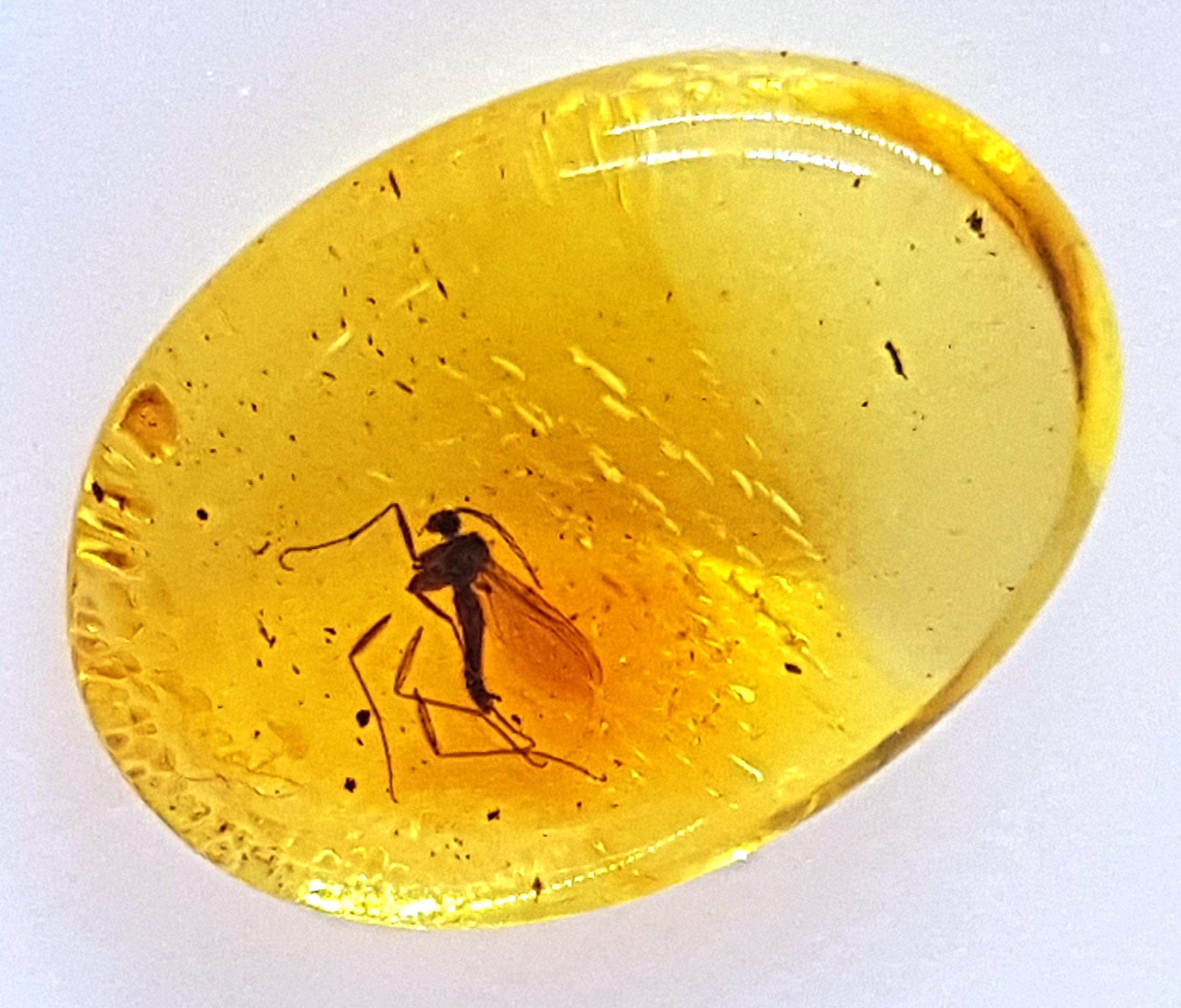 Genuine Fossil Baltic Amber with Inclusion with Magnifying Box/Beautiful Museum Grade