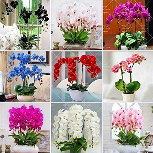 Germinazione dei semi: 21: 100pcs orchidea phalaenopsis Sementi Sementi idroponica di Fiori