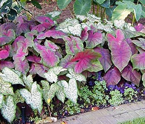 Fancy Leaf Caladium - June Bride - Large Size Root - Zones 9-11