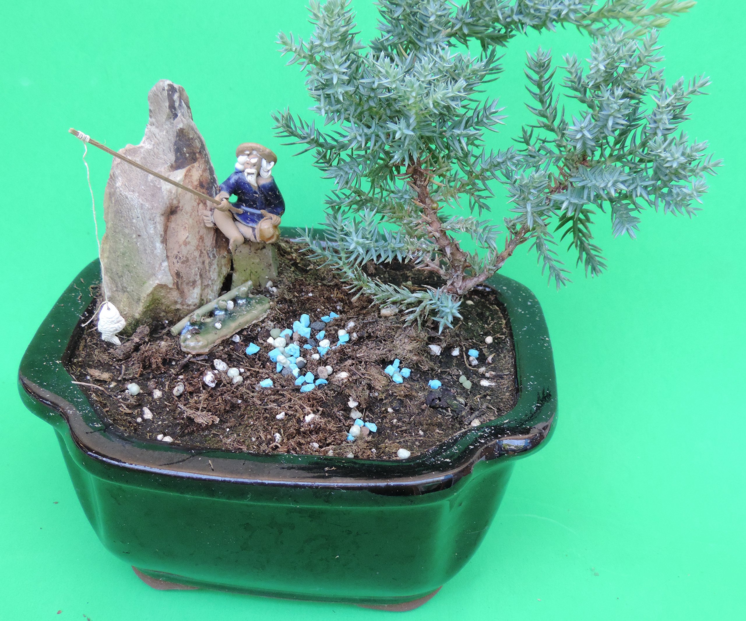 Fisherman with Dangling Fish Juniper Bonsai Tree Sold by JM Bamboo