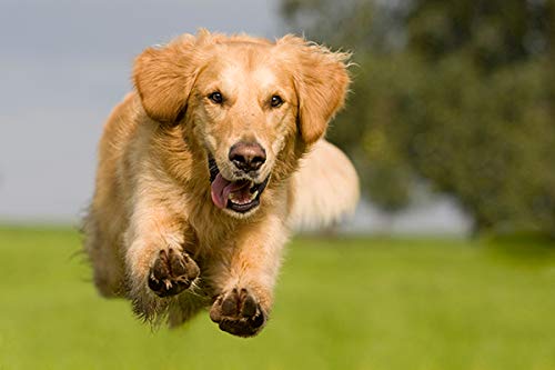 MY LUCKY PETS LLC Bone and Joint Health for Dogs - Dog LYSINE Powder - Pure Powder Form - Immune System Support - Vet Recommended - lysine Bulk - 2 Bottle (16oz 453.6 Grams)