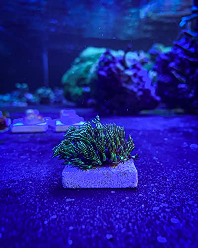Live Coral Frag Green Star Polyp 1 inch - WWC Long Polyp/Beginner Marine Coral Reef for Saltwater Aquarium
