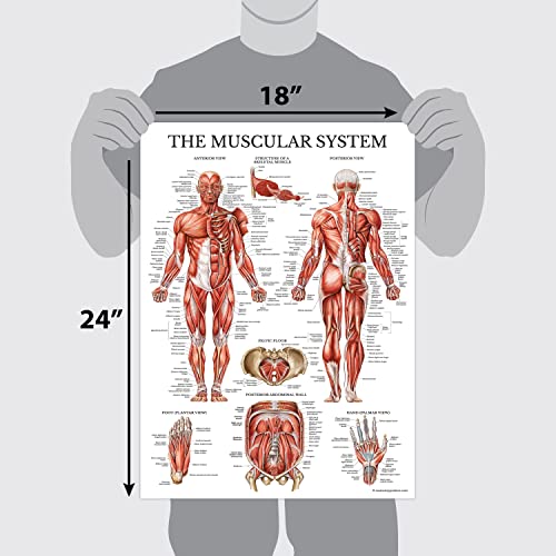 Palace Learning 2 Pack - Muscular System Anatomical Poster + Lymphatic System Anatomy Chart