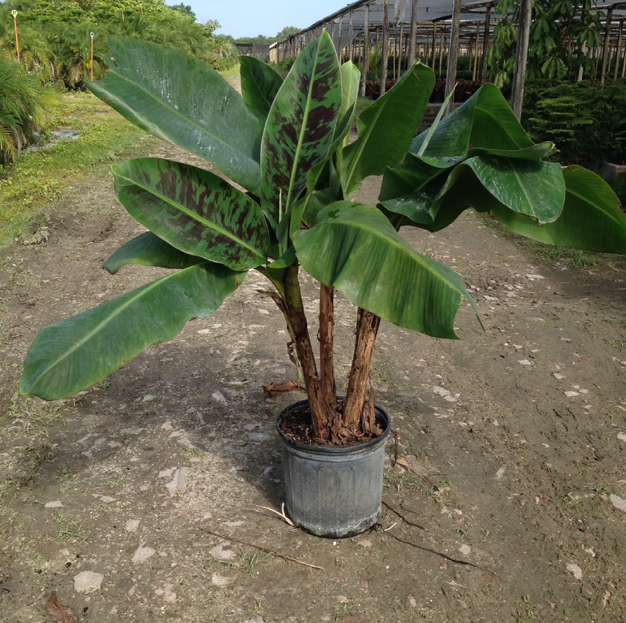CHUXAY GARDEN Dwarf Cavendish Banana Seed 5 Seeds Tropical Plant Edible Sweet Fruit Rich in Vitamines Great for Garden