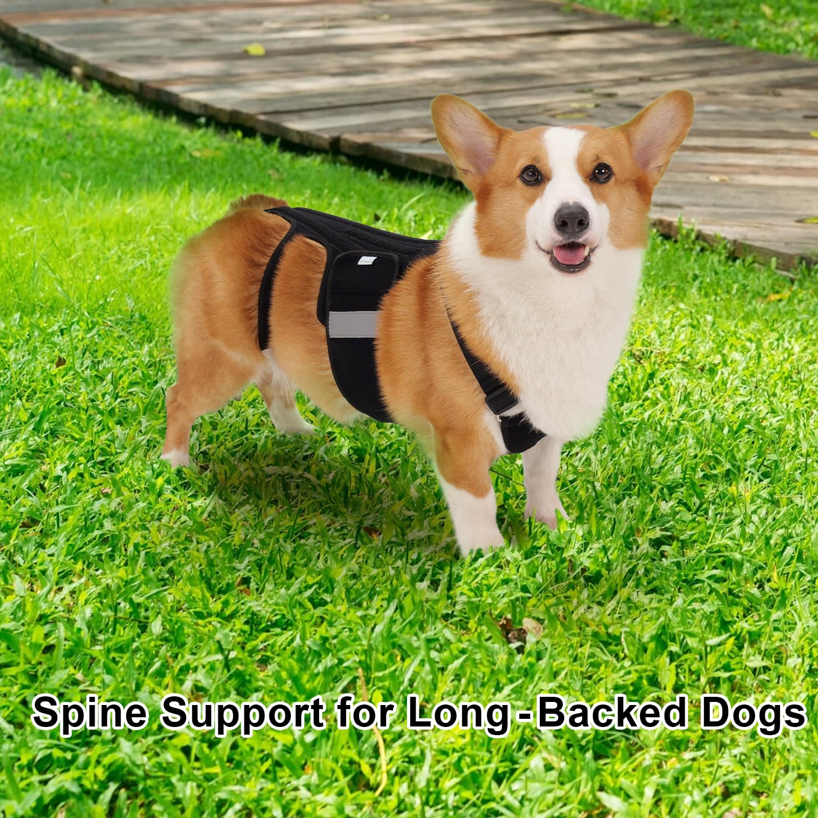 In hand Back Brace for Dogs, Canine Dogs Back Brace Helps Small Dogs with IVDD, Arthritis, Surgery Recovery, Spinal Disc Pain Relief, Back Protector Support for Back Disease Prevention