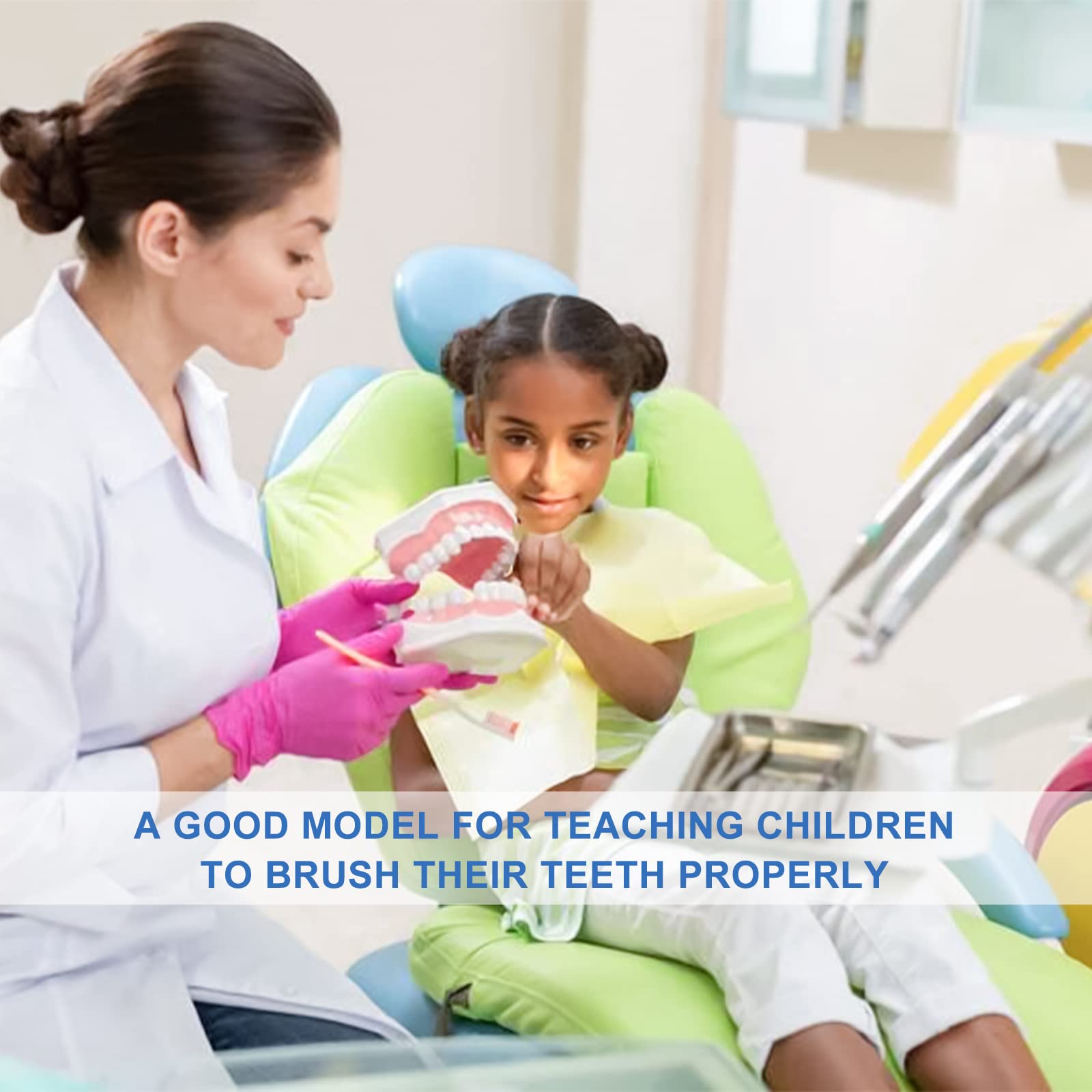 Healthible Teeth Model for Kids - 2 Times Tooth Brushing Model Large Teeth Model with Toothbrush Oversized Dental Model for Teeth Brushing
