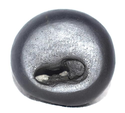 Krishna Shaligram/Santan Gopal Shaligram