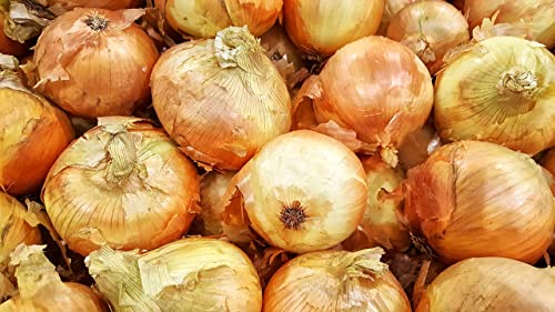 Gaea's Blessing Seeds - Onion Seeds - Non-GMO Heirloom Seeds with Easy to Follow Instructions (Walla Walla Sweet Onion) 93% Germination Rate