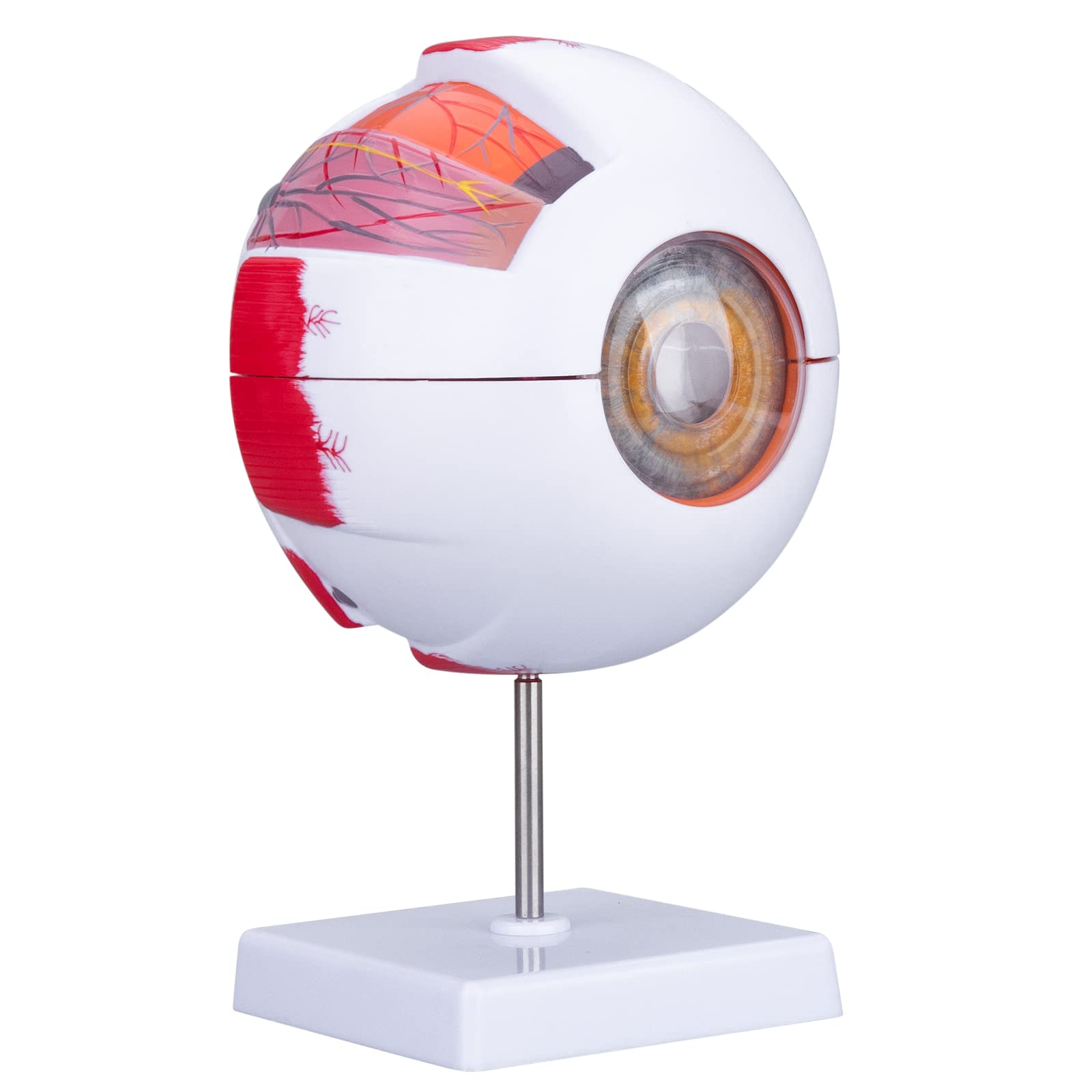 Healthible Human Eye Model Anatomy, Removable 6 Times Anatomical Eyeball Model with Display Base, Medical Eye Ball Model for School and Clinic