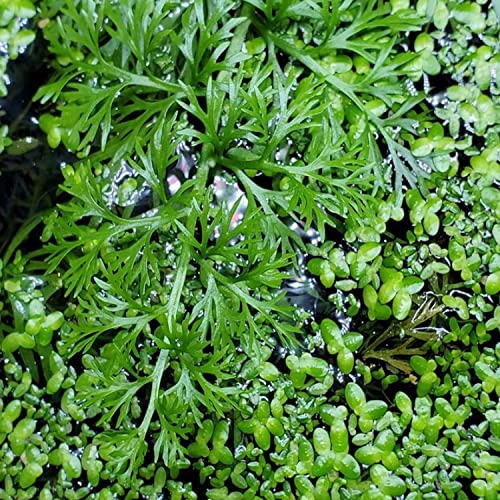 Greenpro | Water Sprite Potted Easy Live Aquarium Plants for Fish Tank Decoration Freshwater