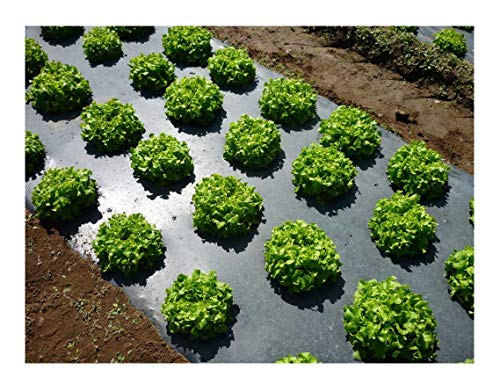 Grower's Solution Black Plastic Mulch 4ft. X 100ft. 1.0 Mil Embossed
