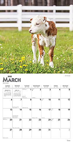 Cows 2022 12 x 12 Inch Monthly Square Wall Calendar, Domestic Farm Animals