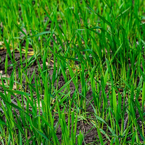 No-Till Winter Rye Seeds - 5 Lbs - Non-GMO Rye Grain Cover Crop Seeds by Mountain Valley Seed Company