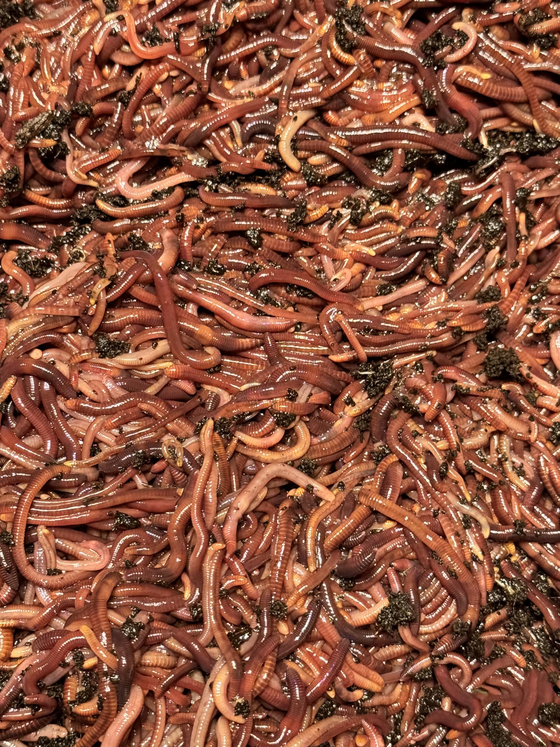 Generic 1000 Red Wigglers for Composting - Live Worms for Vermiculture and Organic Gardening - Perfect for Soil Enrichment and Waste Reduction, Brown