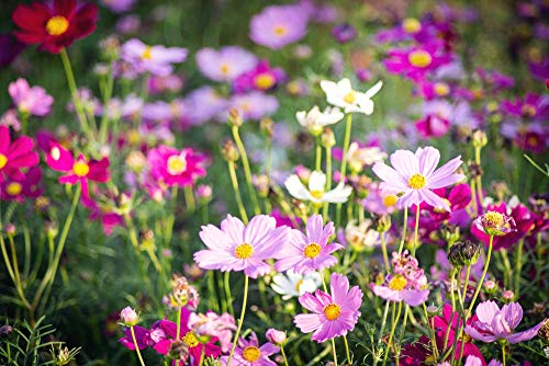 Cosmos(Cosmos bipinnatus) Non-GMO-Cosmos Flower Seed Mix Bulk Package of10,000 Seeds (10g)