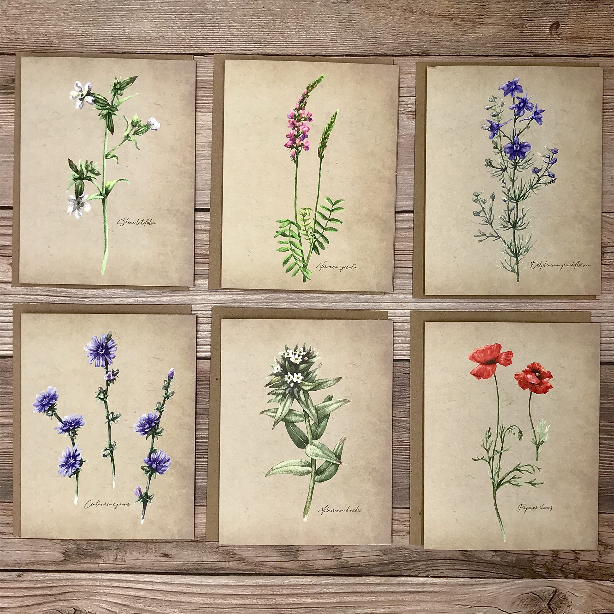 Little Creek Card Company Watercolor Vintage Botanical floral wildflower notecards - 12 gift set heavy stock blank greeting, bulk thank you, birthday card, A2 5.5x4.25inch folded or 5.5x8.5inch flat