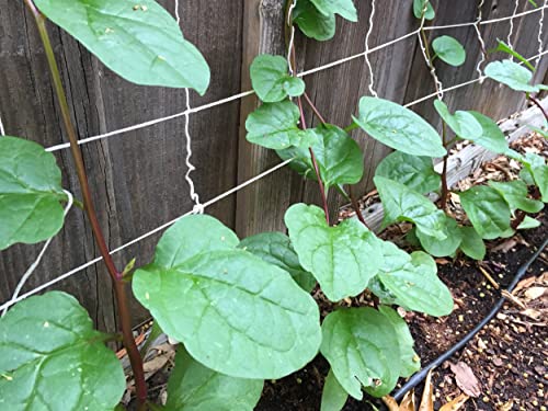 Gaea's Blessing Seeds - Red Malabar Spinach Seeds - Non-GMO Seeds with Easy to Follow Planting Instructions - Heirloom Red Stemmed Malabar - 93% Germination Rate