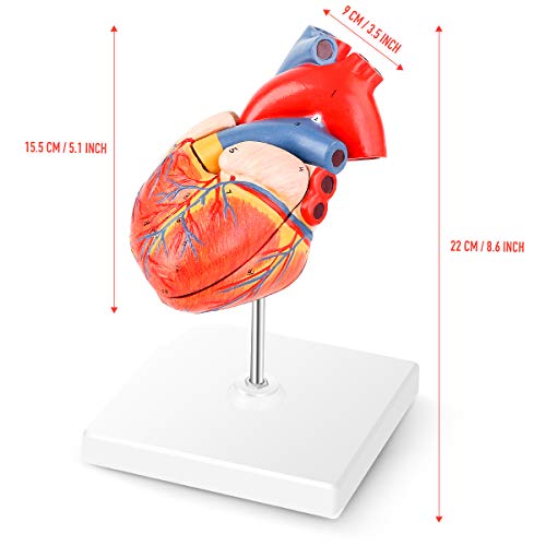 MIIRR Human Heart Model, 2-Part Life Size Heart Model Educational Tool, 3D Heart Model Anatomy, Accurate Numbered Heart Medical Anatomy Model with Magnets on Base