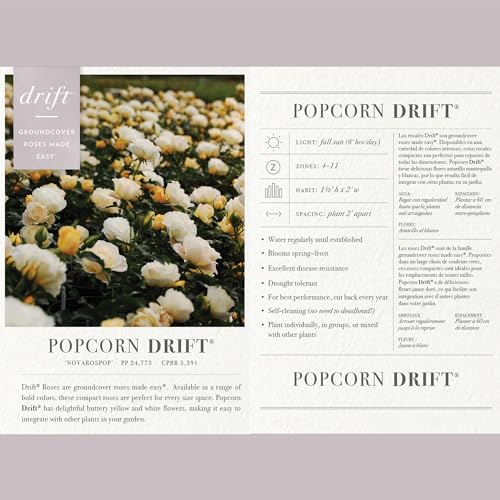 Drift Popcorn Rose, 2 Gal