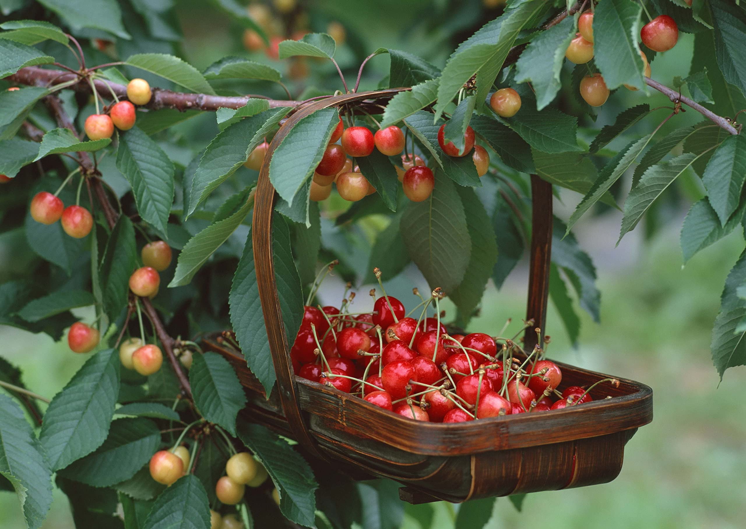 Cherry Tree Seeds Self-Fertile Fruit Tree Indoor/Outdoor(50 Seeds/Pack)