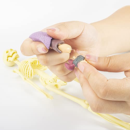 Hiawbon 3-D Human Body Model People Action Figure Human Torso Body Anatomy Interactive Scientific Kit with Removable Organs and Skeleton Model,Set A