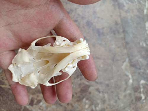 HOT 1/2/3/5/10 pcs Real Animal Skull Specimen Taxidermy Cleaned Skull Collection Fox, cat, Mink, Crocodile, Dog, Raccoon, Snake, Rabbit, Goat ,Muskrat,Nutria,Fox's paw (1pcs,Mink)