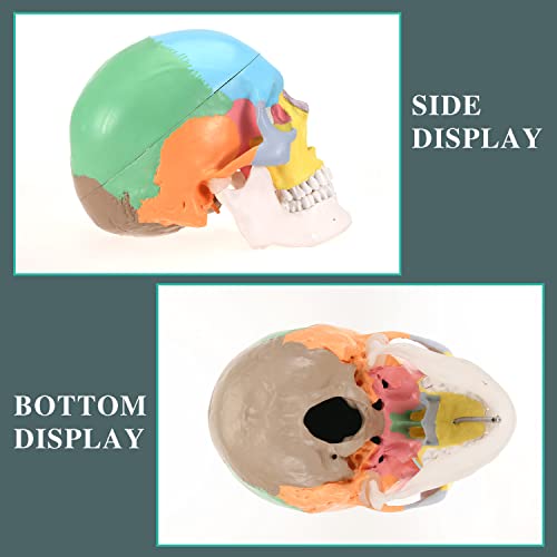 RONTEN Human Skull Anatomical Model, Painted Medical Skull 3-Part Removable Skull Cap and Moving Jaw, Display Model for Medical Student Human Anatomy Teaching and Studying