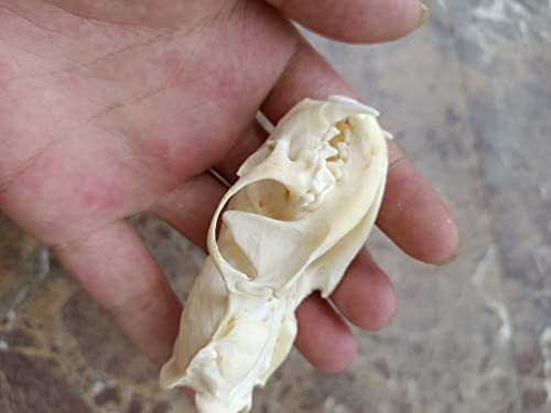HOT 1/2/3/5/10 pcs Real Animal Skull Specimen Taxidermy Cleaned Skull Collection Fox, cat, Mink, Crocodile, Dog, Raccoon, Snake, Rabbit, Goat ,Muskrat,Nutria,Fox's paw (1pcs,Mink)