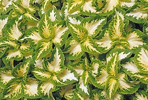 Fresh 200 semi - Semi Coleus guidata Jade Flower