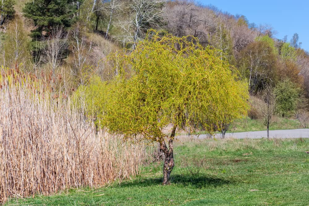 Gold Curly Willow Trees - Fast Growing Attractive Good Luck Trees - East to Grow Landscape, Garden or Yard Trees. (4 Cuttings)