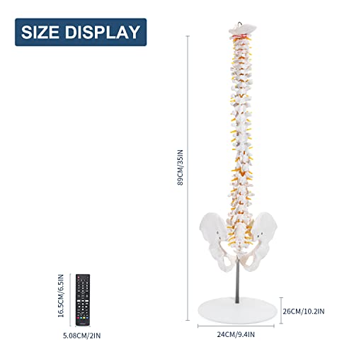 Winyousk Medical Spine Model, Life Size Flexible Anatomical Human Spine Model, Spine Model with Vertebrae, Nerves, Arteries, Lumbar Column and Male Pelvis - Mount on a Stand