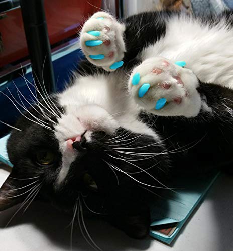 Purrdy Paws 40-Pack Soft Nail Caps for Cat Claws Blue Glow-in-The-Dark (Large)