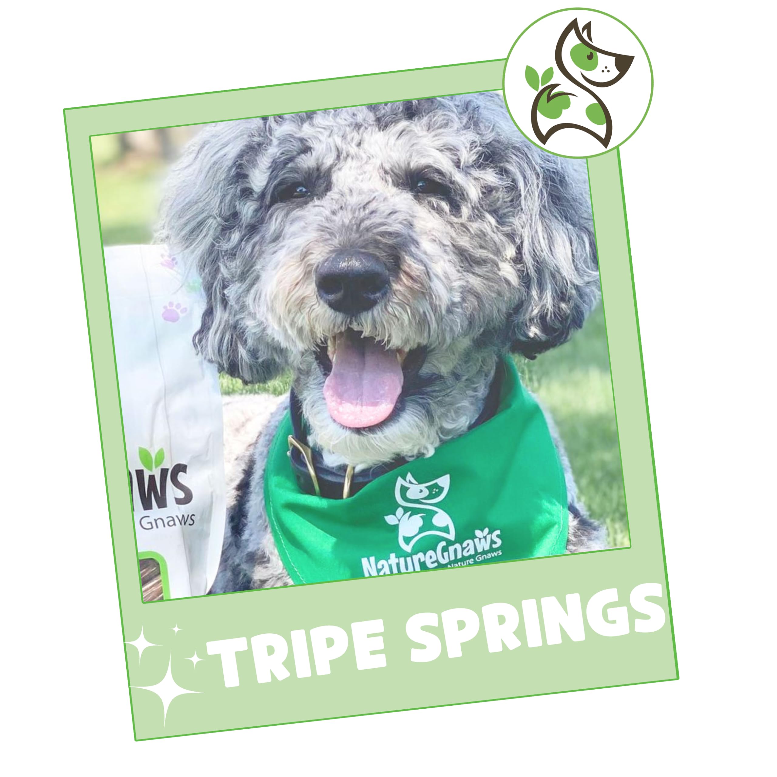 Nature Gnaws Tripe Twist Springs for Dogs - Premium Natural Beef Dog Treats - Simple Single Ingredient Crunchy Dog Chews - Training Reward - 8 Inch 10 Count