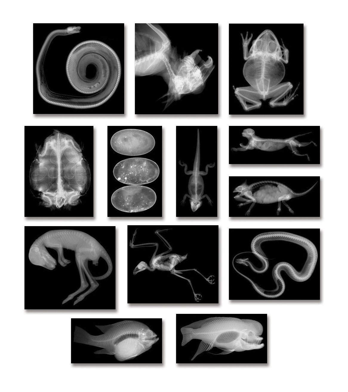 Roylco Animal X-ray Set – 14 Realistic Animal Skeleton Images for Homeschool Science, Classroom Anatomy Lessons, and Lab Studies – Hands-On STEM/STEAM Learning for Kids