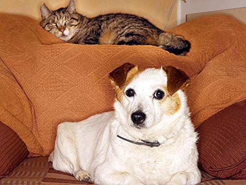 Omega 3 for Cats Liquid - Omega 3 Fatty ACIDS for Pets - Dogs and Cats - Premium Health - cat Joint Supplement Chews - 180 Softgels (1 Bottle)