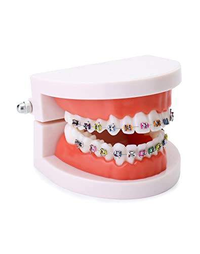QWORK Typodonts Orthodontics Demonstration Model, Dental Tooth Research Model with Metal Wires and Ceramic Brackets, Teaching Teach Explanation Model for Adults