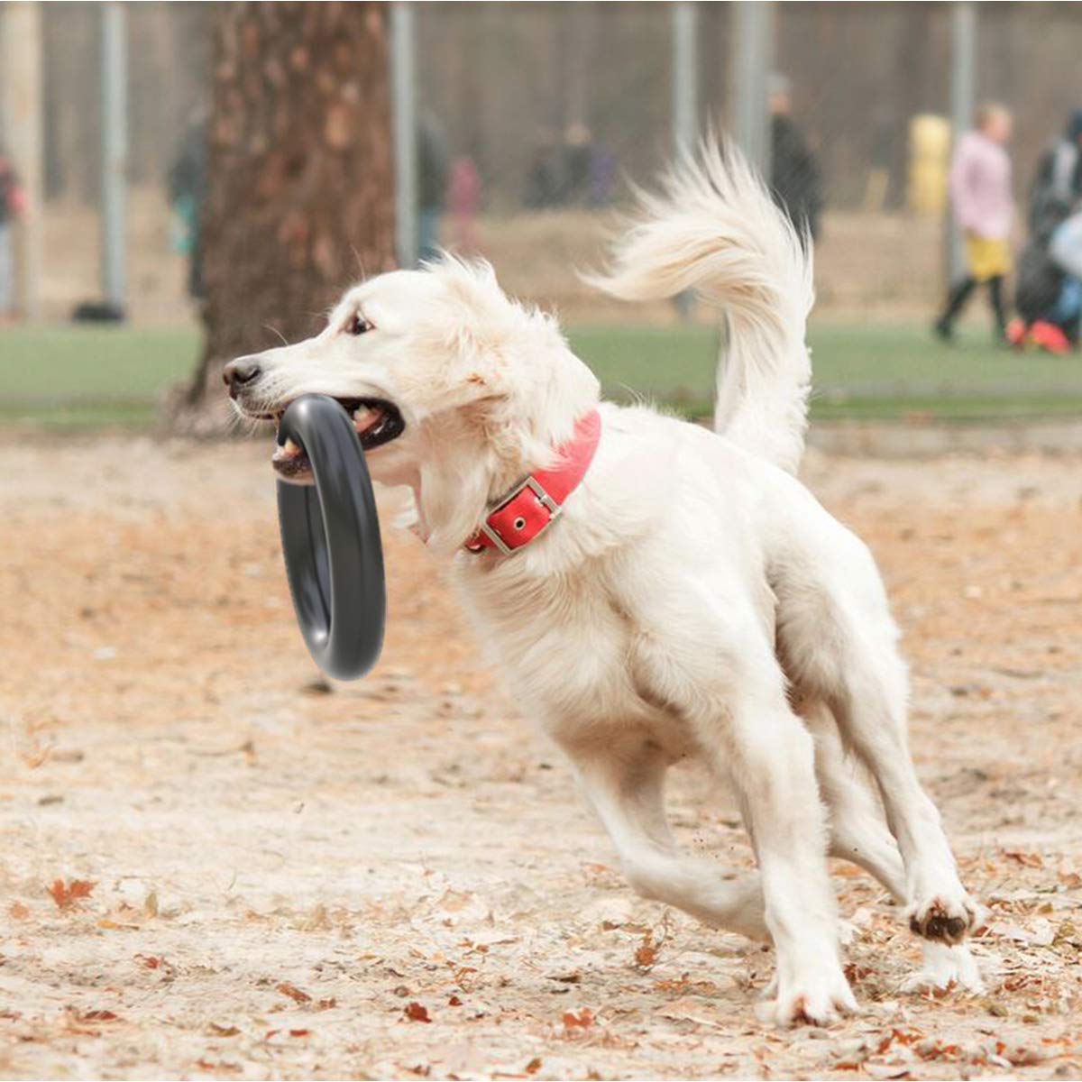 WeTest Dog Chew Circle Toys for Aggressive Chewers, Durable Non-Toxic Natural Rubber (Orange) (LJ-ZLK-112903)