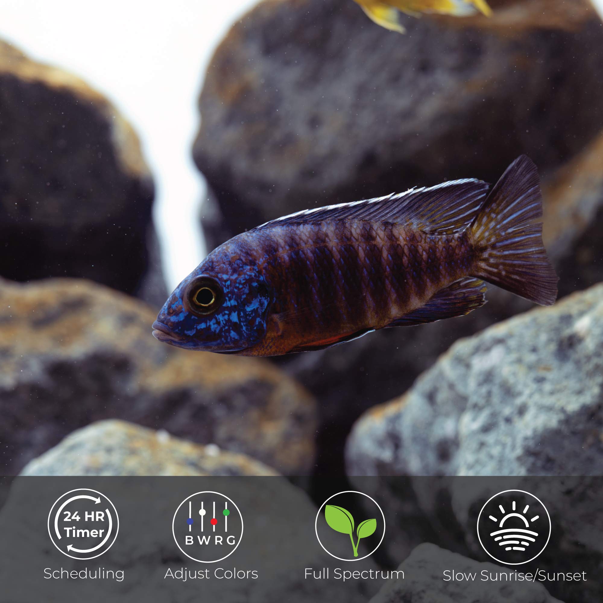 Current USA 36-48" Inch Satellite Freshwater LED Plus Full Spectrum RGB+W Light for Aquariums | Wireless 24 Hour Remote Control Fish Tank Lighting (4507)