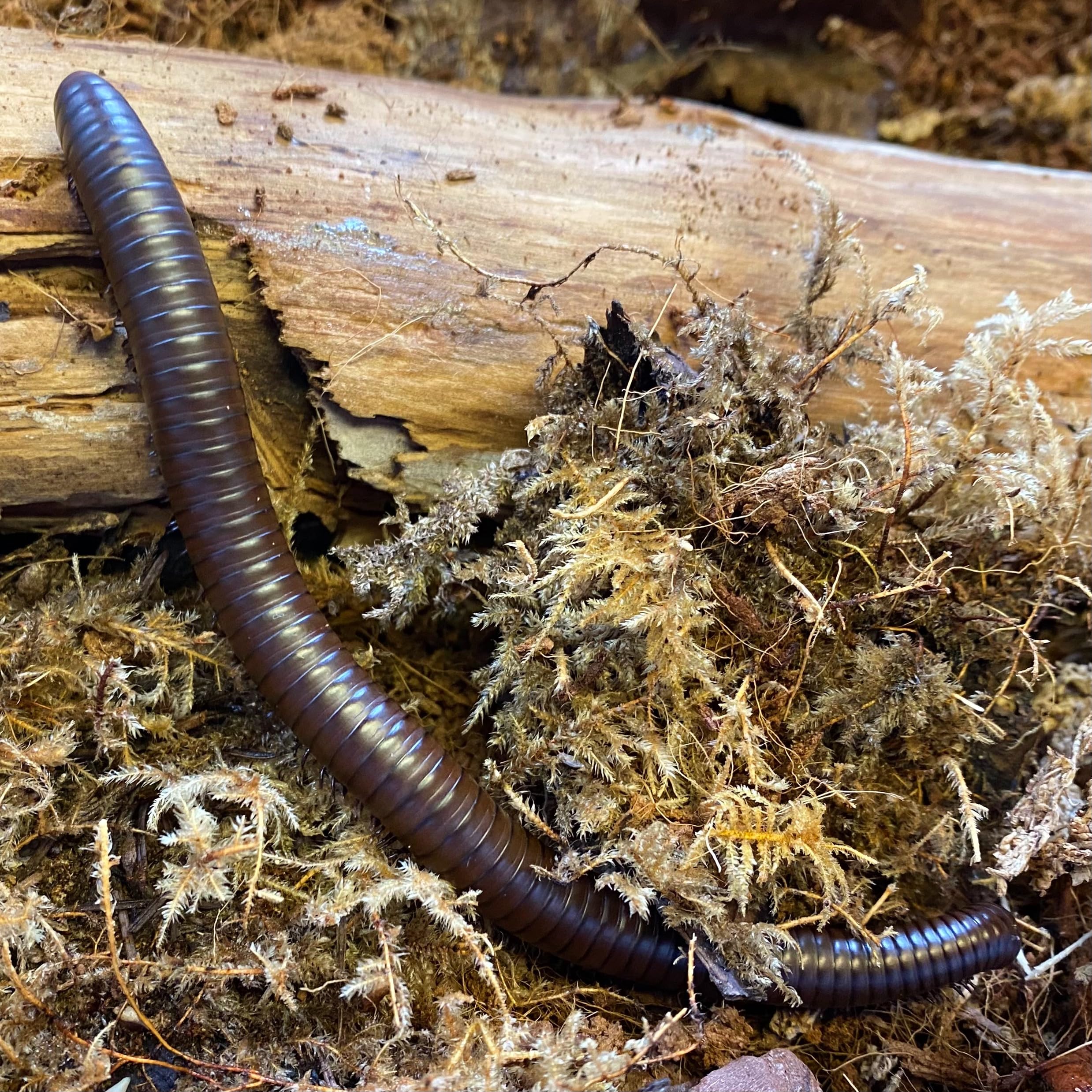 InsectSales Giant Chocolate Desert Millipede